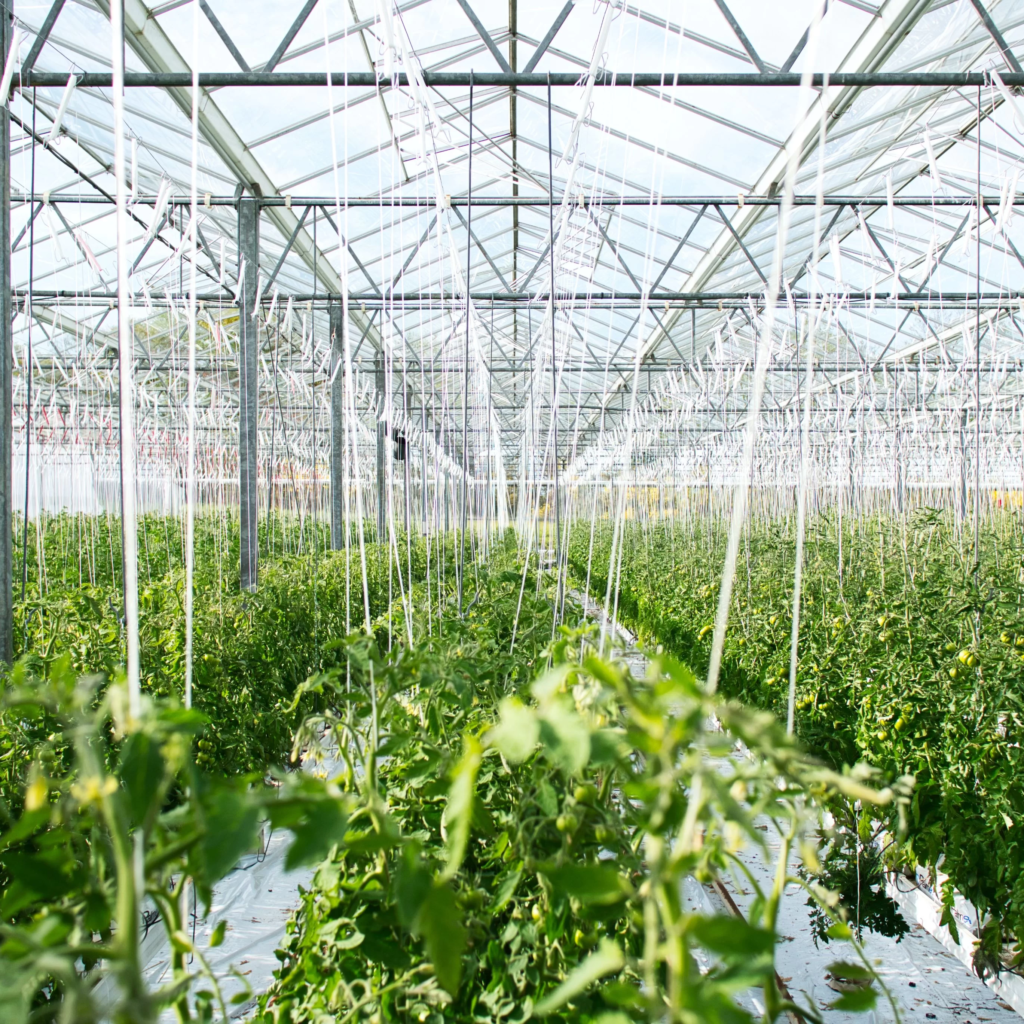 District Lupel - Cintech